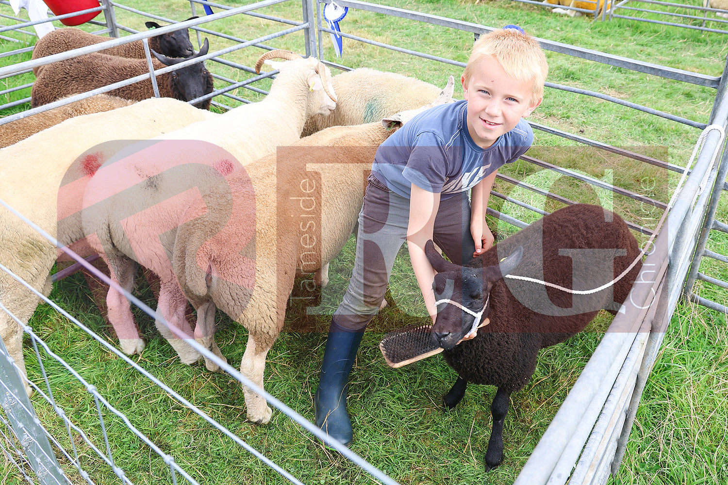 MOTTRAM SHOW 2024 (133).JPG – My Store