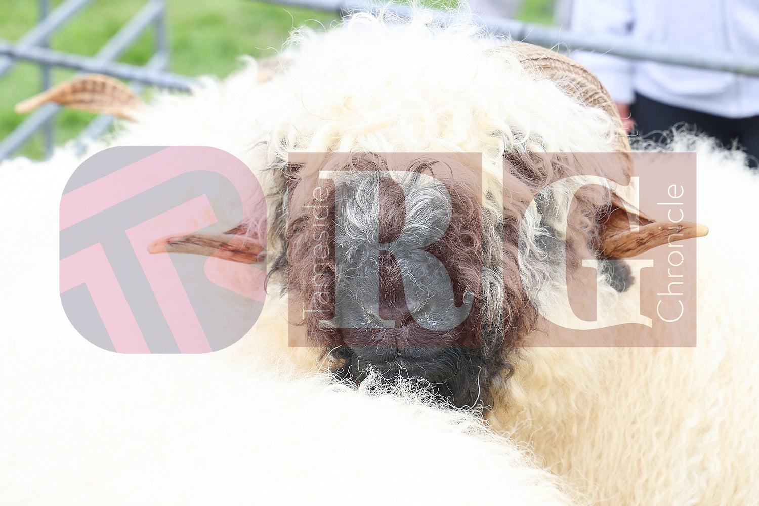 MOTTRAM SHOW 2024 (70).JPG – Digital Photos