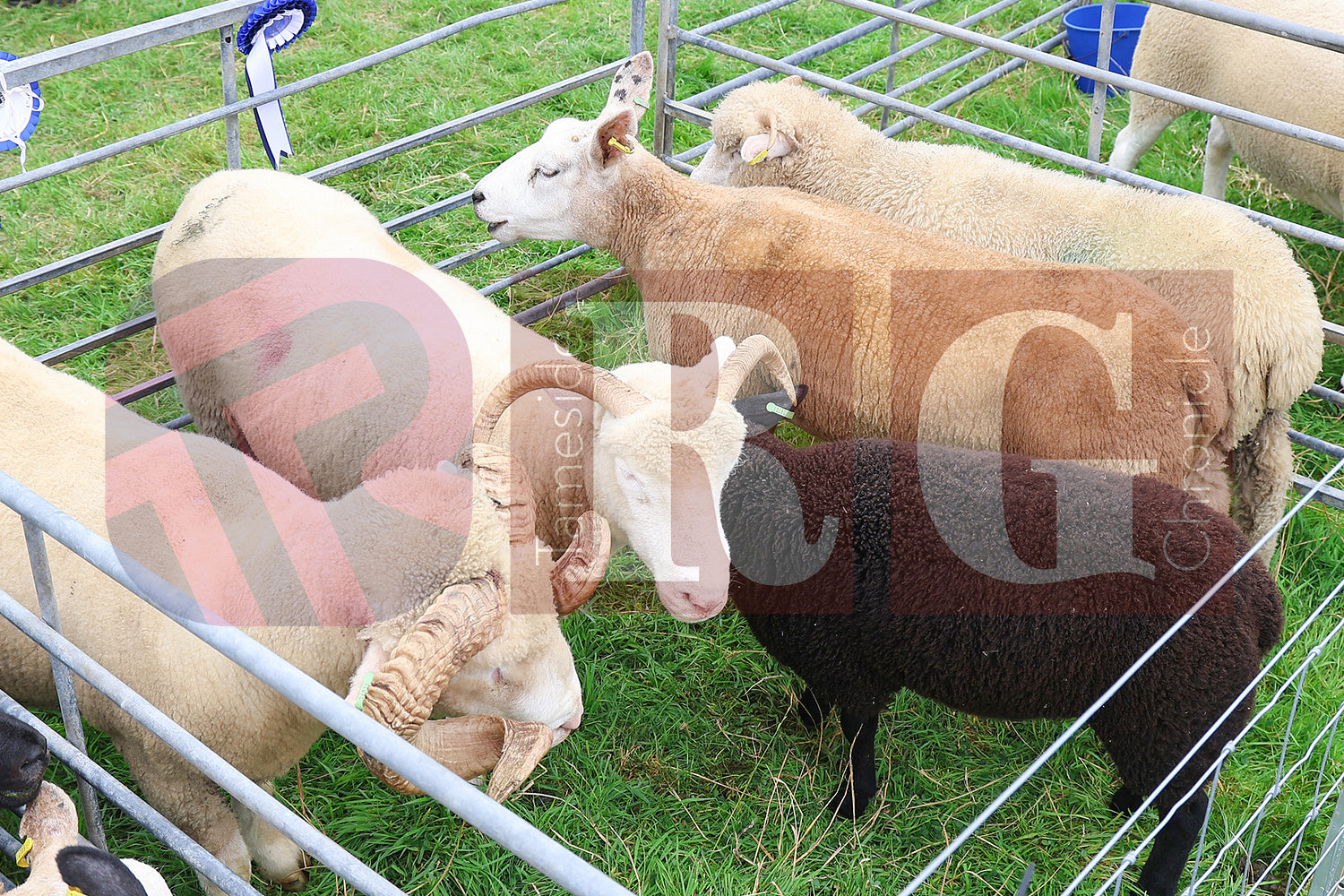 MOTTRAM SHOW 2024 (69).JPG – Digital Photos