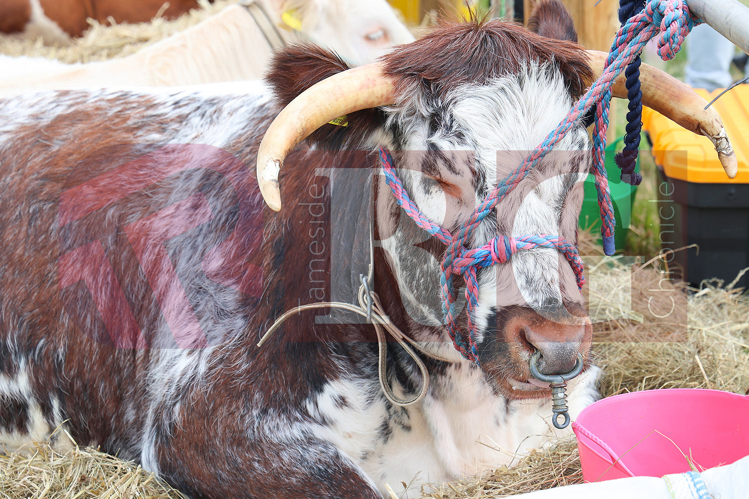 MOTTRAM SHOW 2024 (122).JPG – Digital Photos