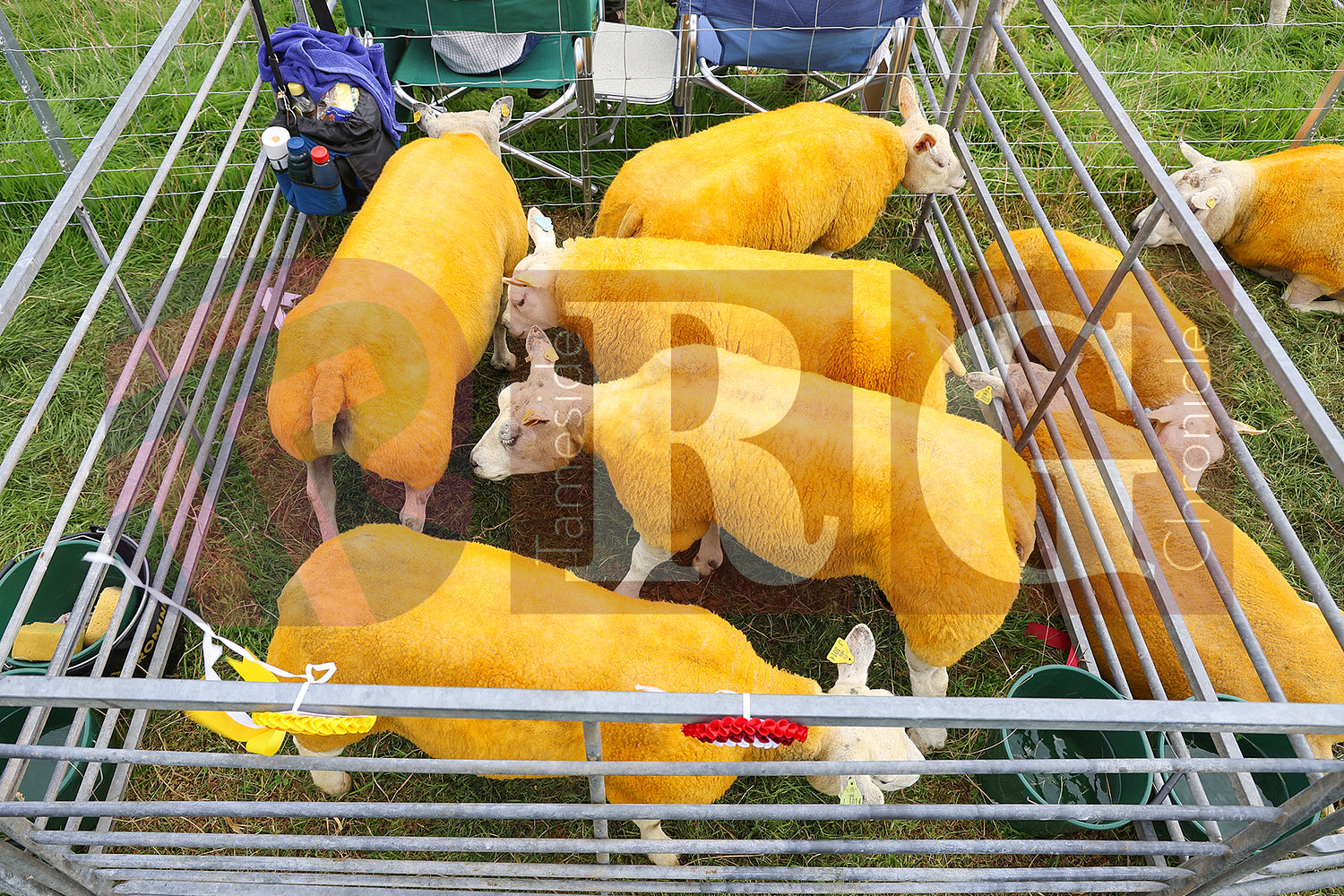 MOTTRAM SHOW 2024 (136).JPG – My Store