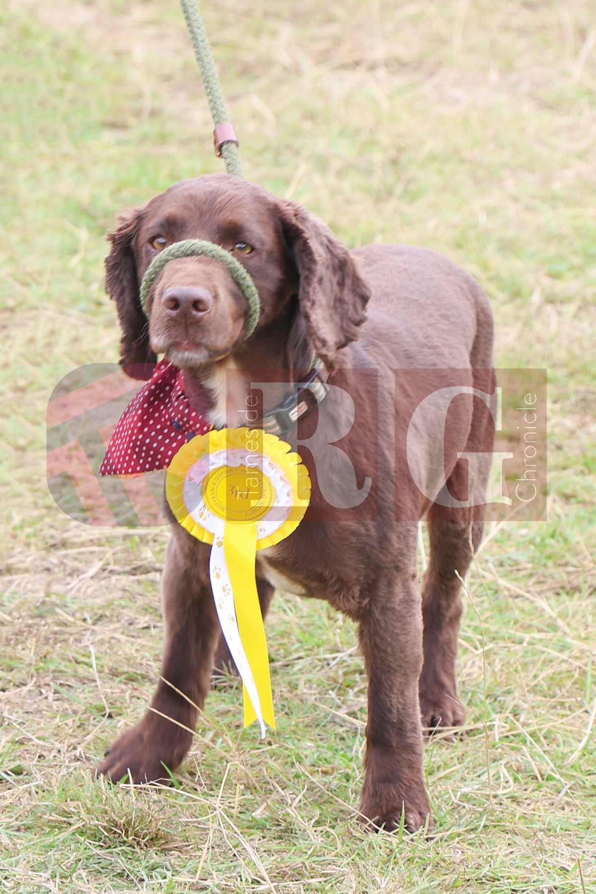 MOTTRAM SHOW 2024 (147).JPG – Digital Photos