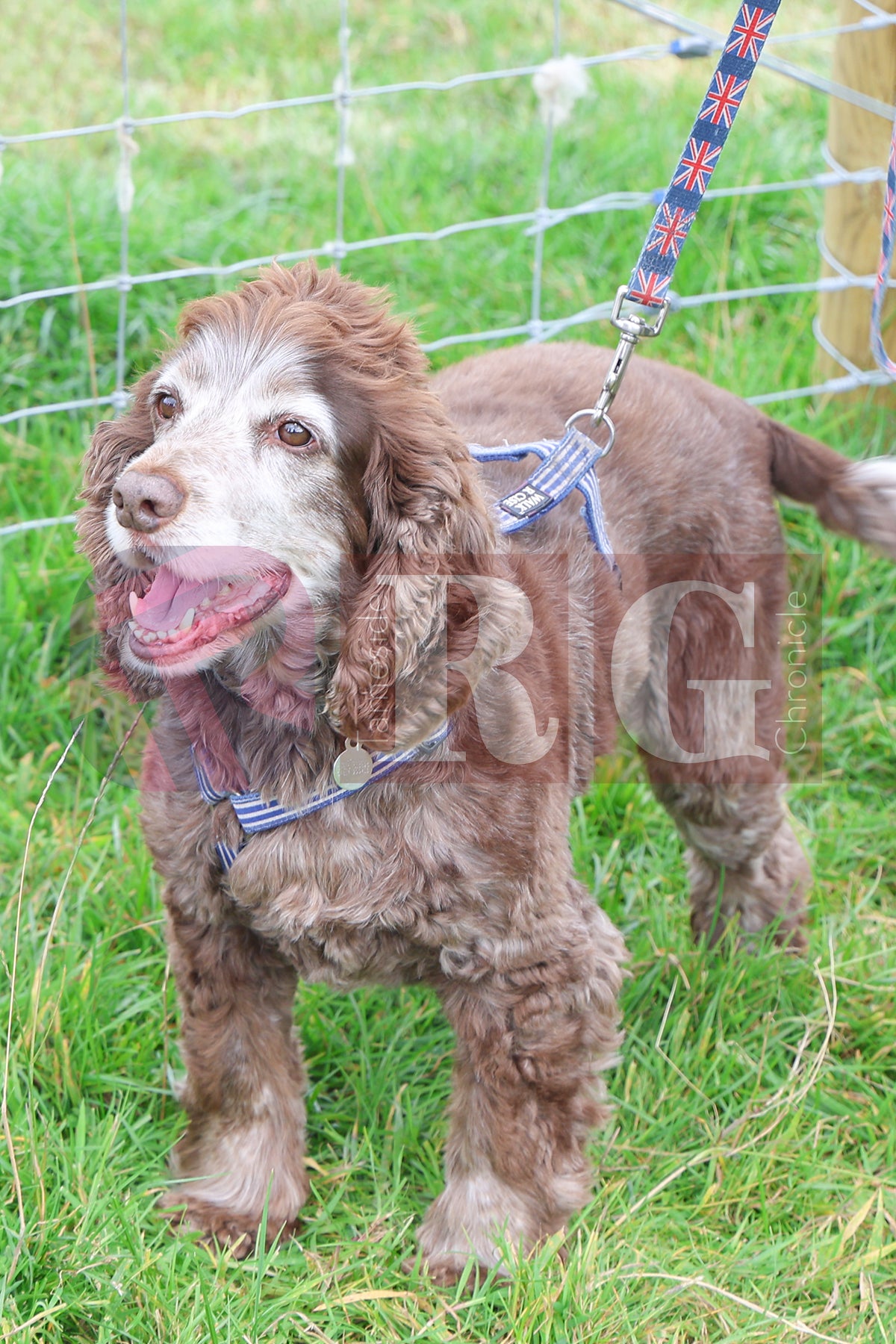 MOTTRAM SHOW 2024 (149).JPG – Digital Photos