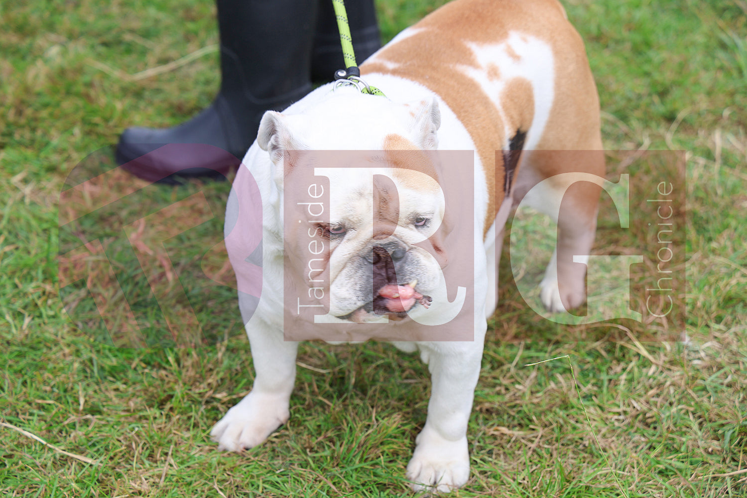 MOTTRAM SHOW 2024 (160).JPG – Digital Photos