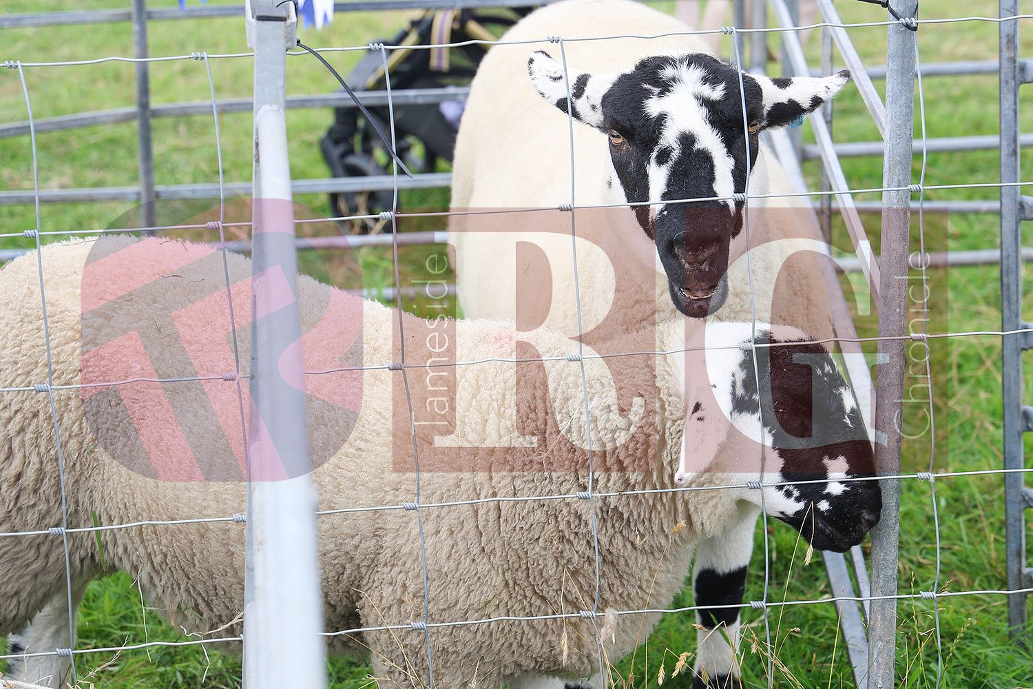 MOTTRAM SHOW 2024 (141).JPG – Digital Photos