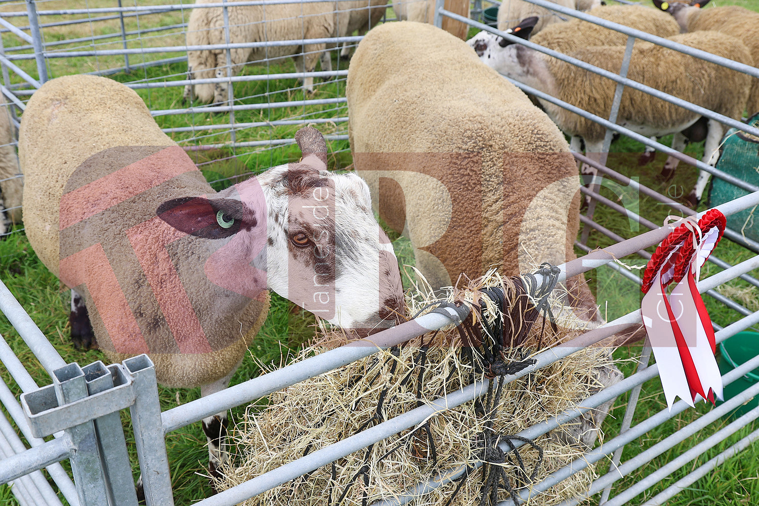 MOTTRAM SHOW 2024 (143).JPG – Digital Photos