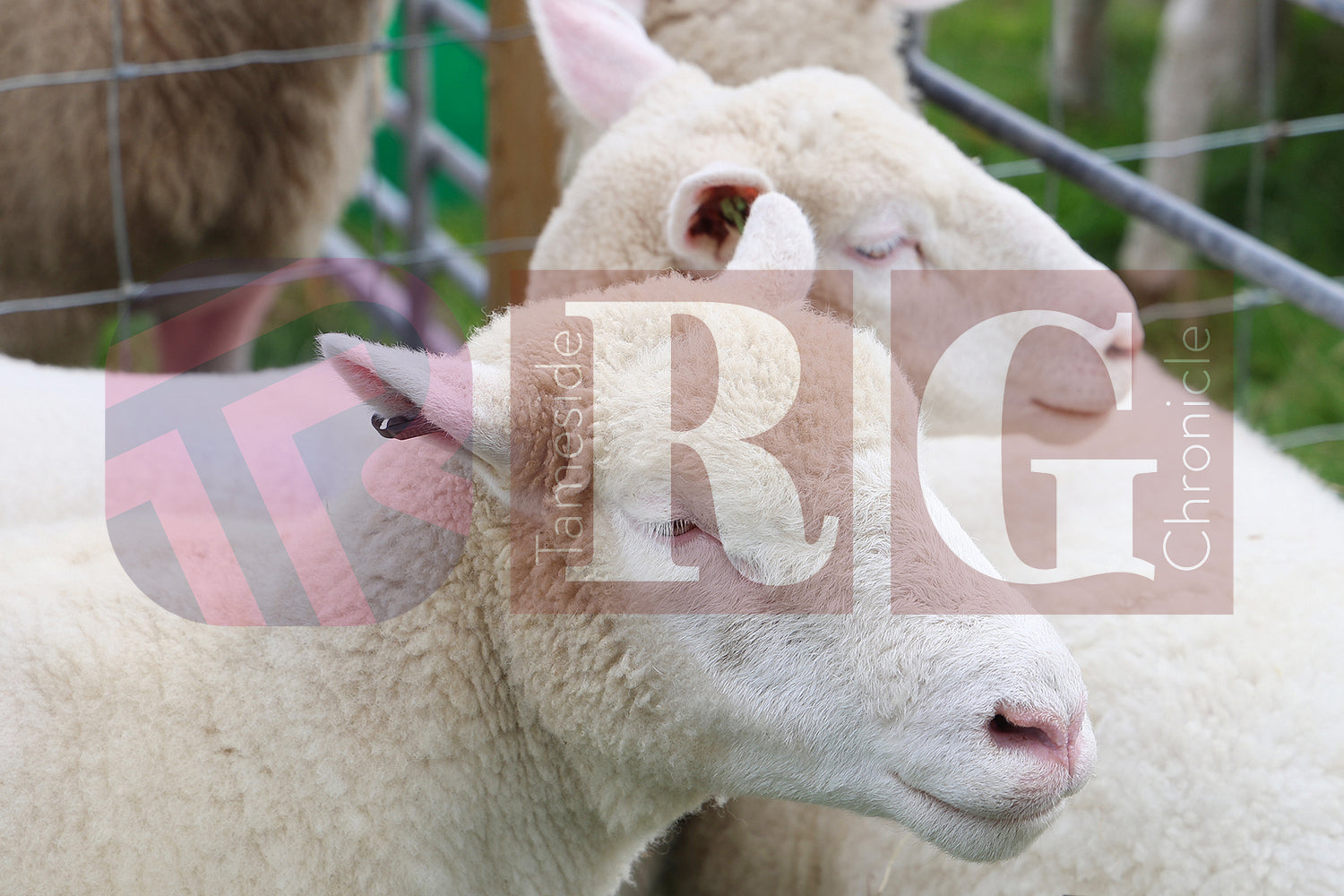 MOTTRAM SHOW 2024 (134).JPG – Digital Photos