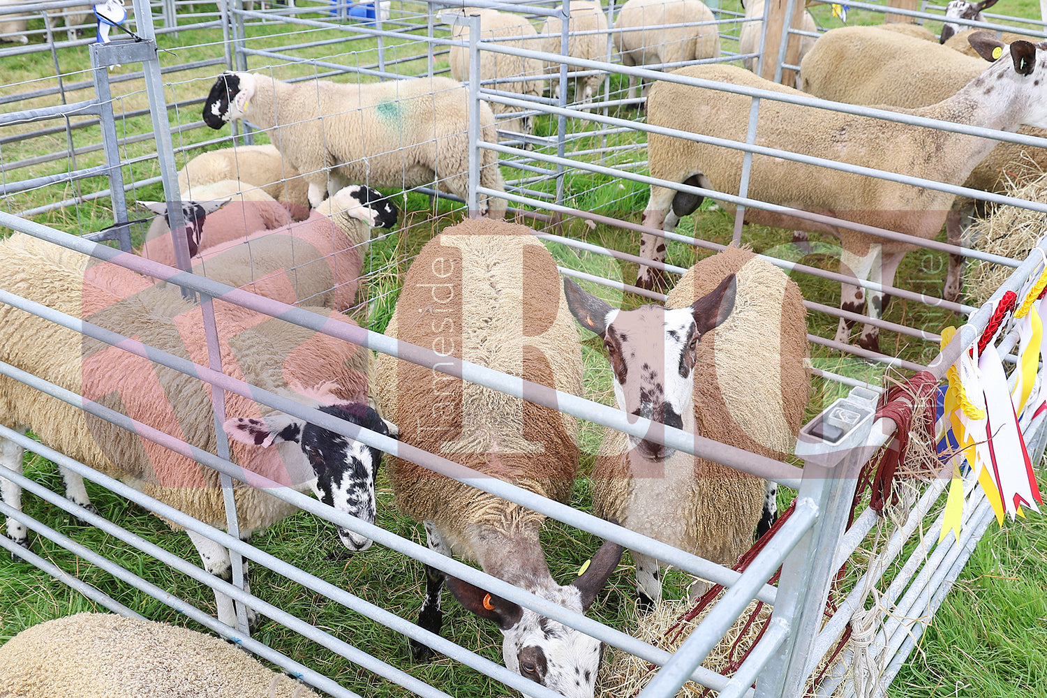 MOTTRAM SHOW 2024 (142).JPG – Digital Photos